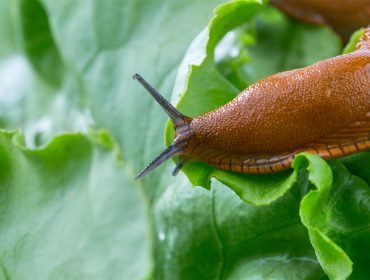 slimáky | Recepty prima nápadů