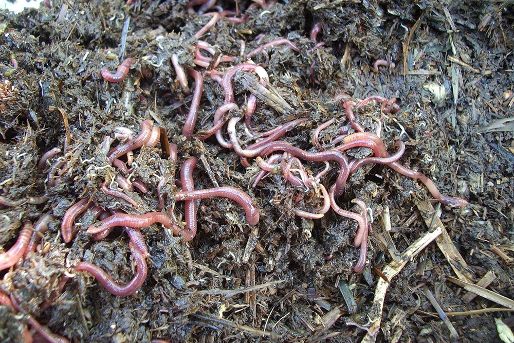 Žížaly v zahradě - víme jaký význam mají i pro Vaši zahrádku