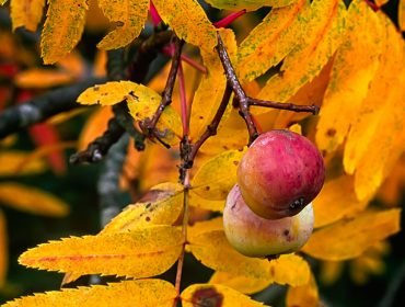 malvice | Recepty prima nápadů