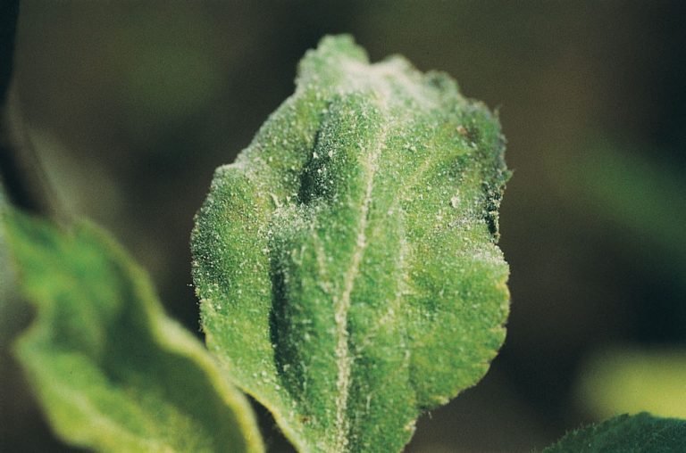 Bílý povlak na okrasných rostlinách. Pozor na padlí! (video) | Recepty ...