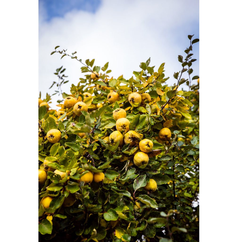 Kdouloň obecná: Vše co je potřeba vědět v kostce | Recepty prima nápadů