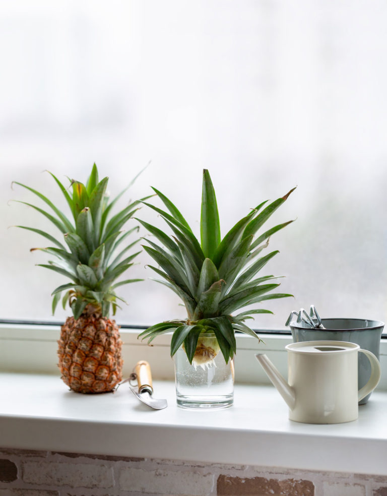 Jak si vypěstovat ananas | Recepty prima nápadů