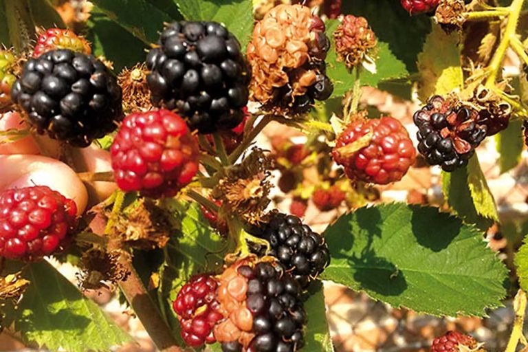 Roztoč malinový (nevybarvené plody malin a ostružin, nerovnoměrně ...