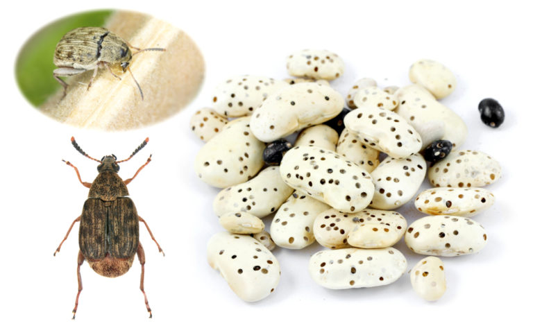 Zrnokaz fazolový (dírky ve fazoli, brouk ve fazoli) | Recepty prima nápadů