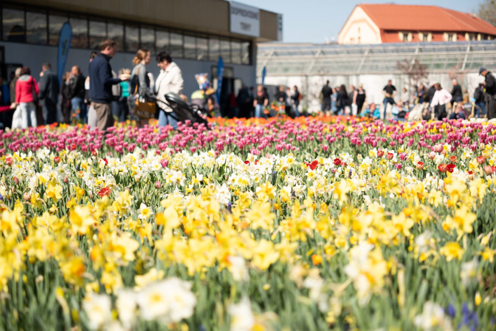 Obří trůn i 25 tisíc květin. Jarní výstava Flora Olomouc vezme ...
