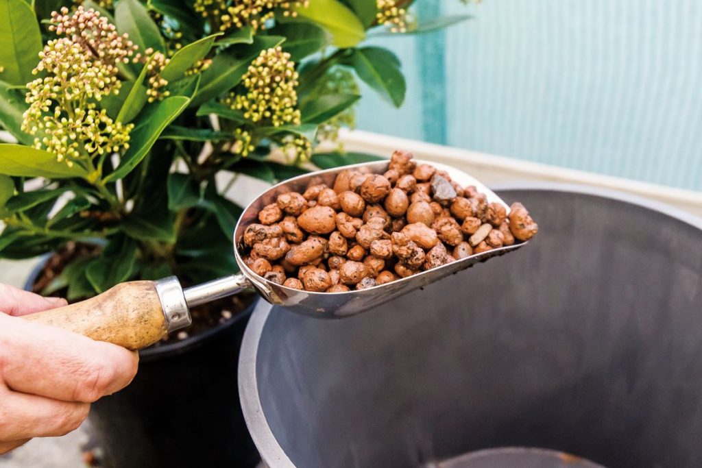 Pravidla pro úspěšné pěstování krásné skimie | Recepty prima nápadů